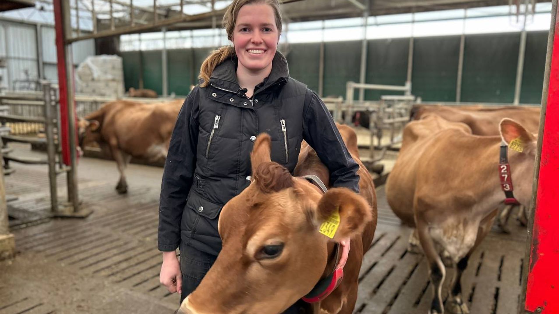 Boerin Maike zoekt kansen voor haar melkveebedrijf: welke koe is het ...