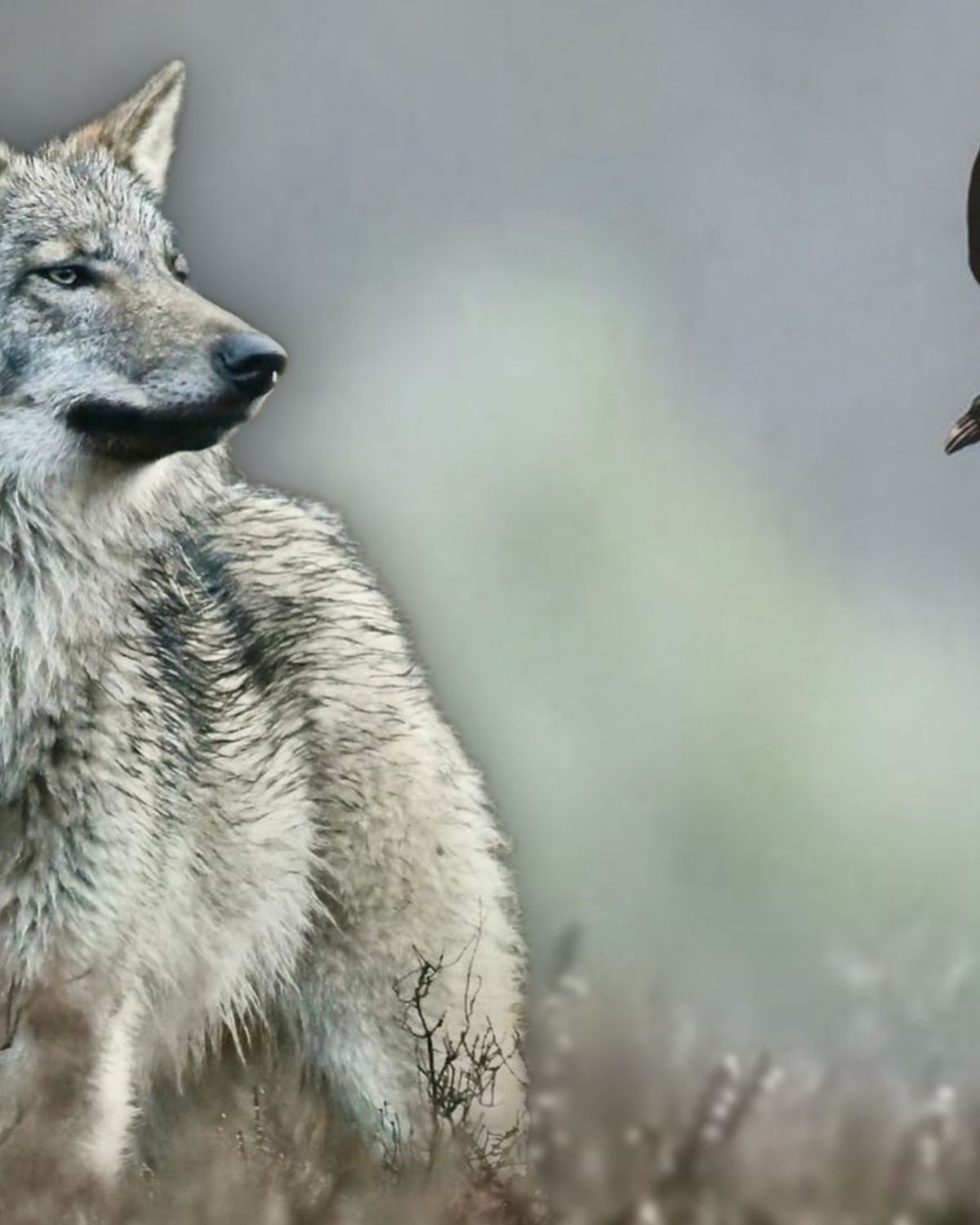 Raaf eet kerstdiner met de wolf, dit is waarom - Omroep Gelderland