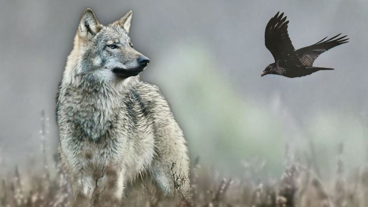 Raaf en wolf samen aan de kerstdis, waarom is dat? - Omroep Gelderland