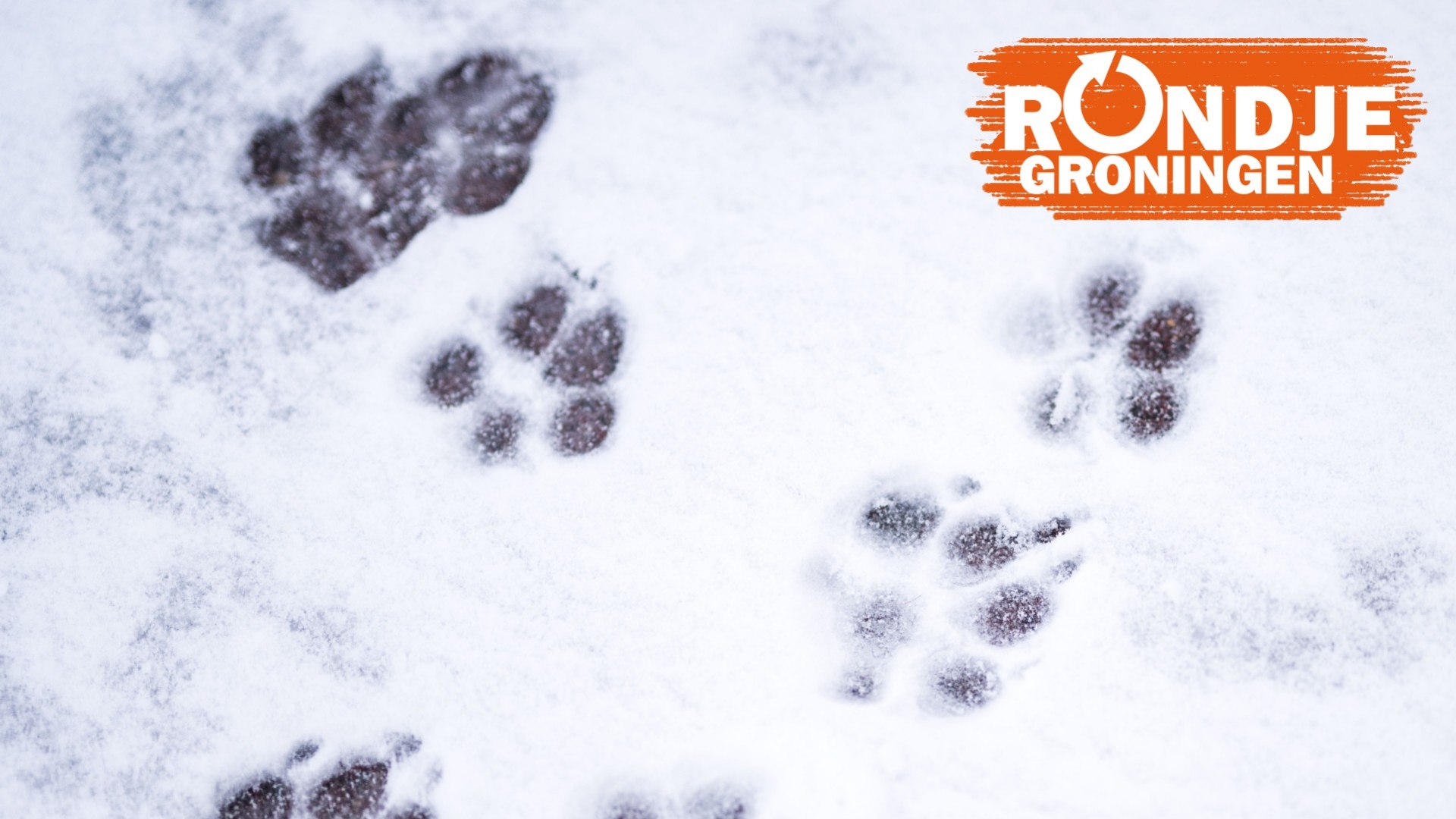 Rondje Groningen: Is de vrijdag wit of paars? - RTV Noord