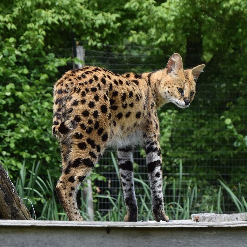 Eindelijk! Ontsnapte serval Foelie is gevangen - Rijnmond