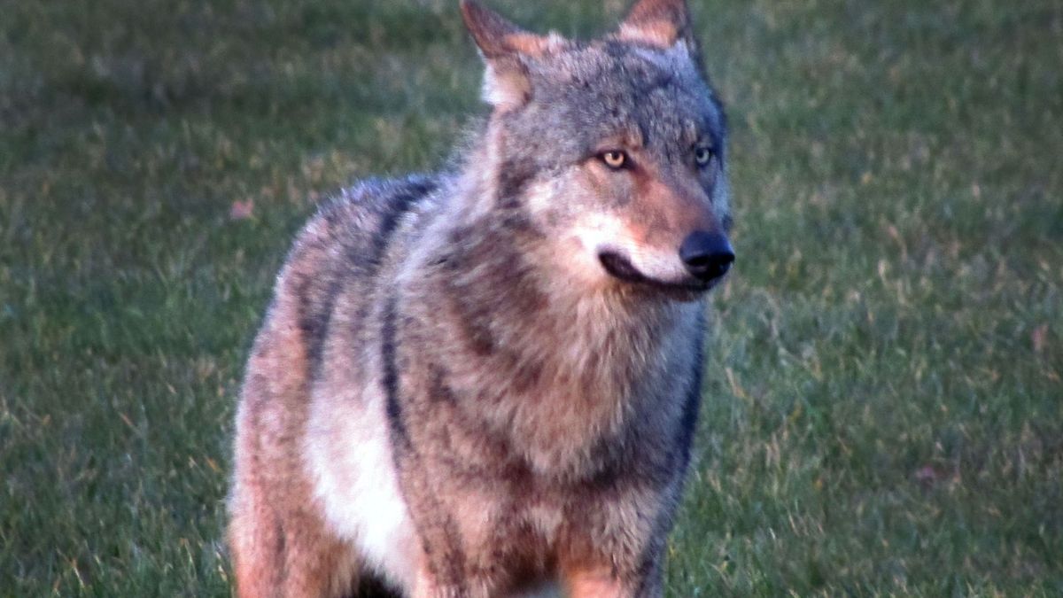 Is de Drentse wolf wel wild? - RTV Drenthe