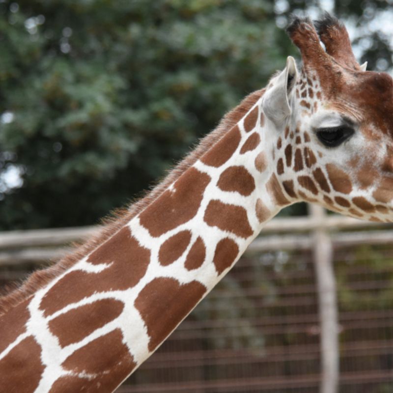 Verdrietig nieuws uit Blijdorp: giraffe dood geboren - Rijnmond