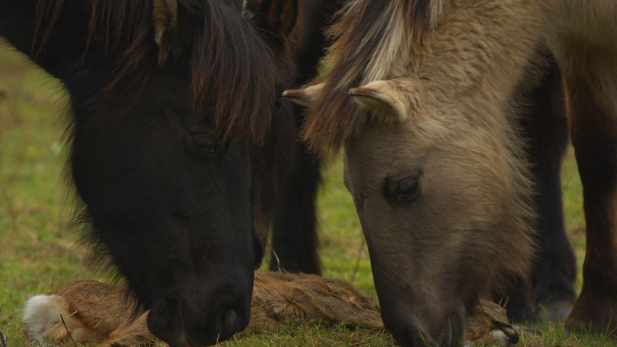 Paarden likken dode ree: 'Ik dacht: hè?' - Omroep Gelderland