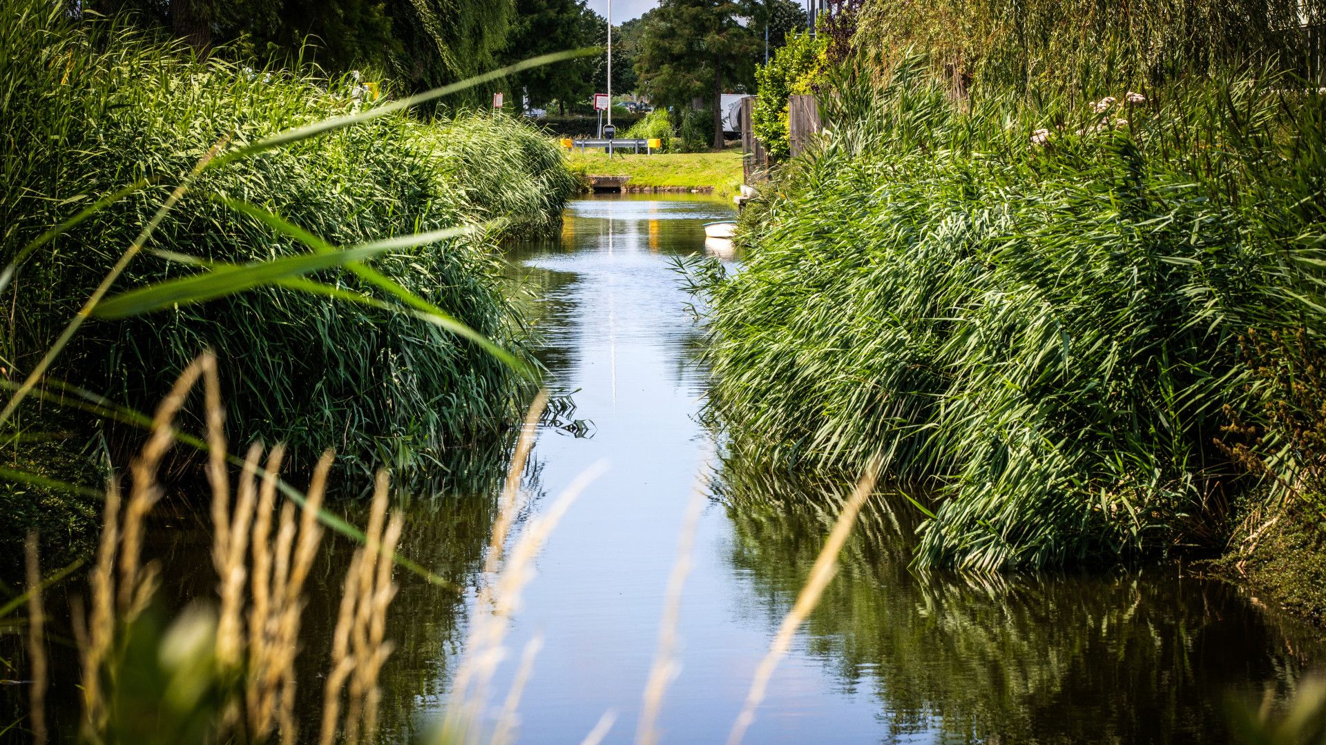 Sloot in Haagse wijk meest vervuild met kankerverwekkende stof - Omroep ...