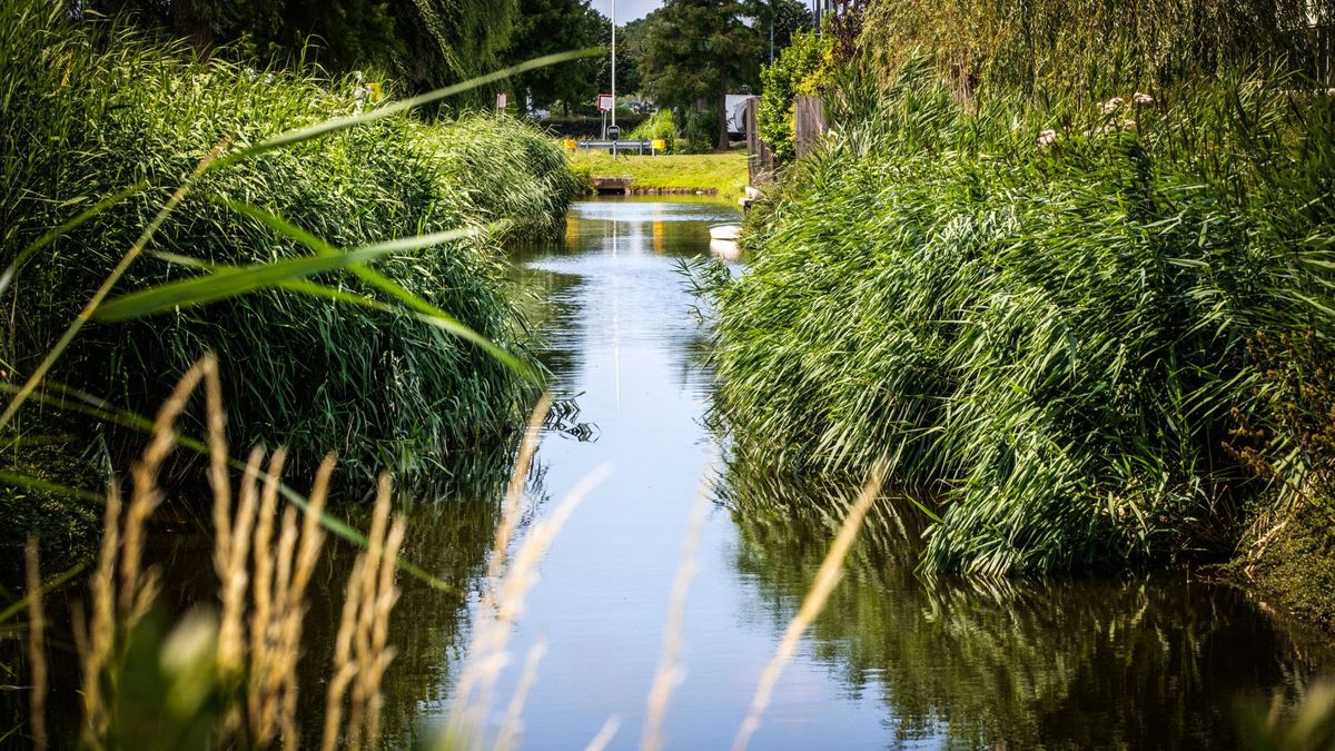 Sloot in Haagse wijk meest vervuild met kankerverwekkende stof - Omroep ...