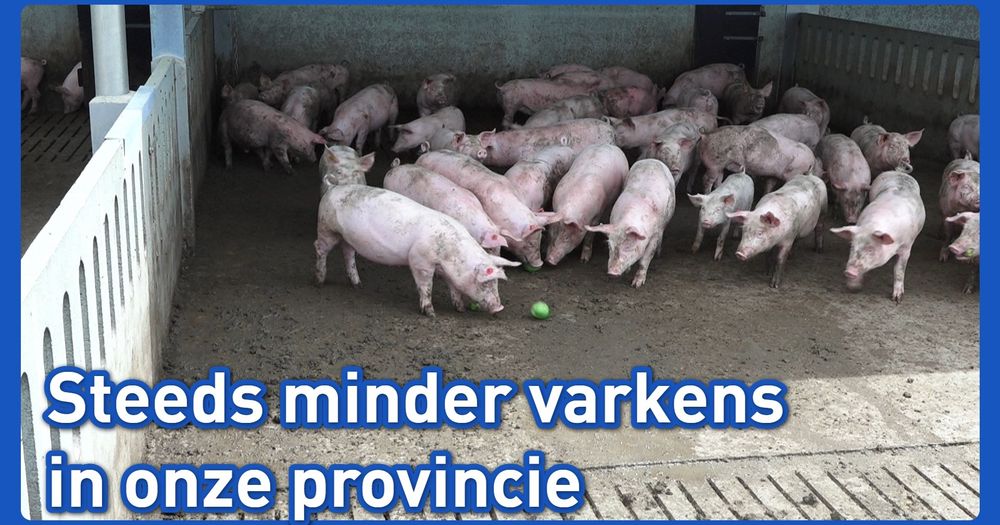Minder varkens in Grunnen - RTV Noord