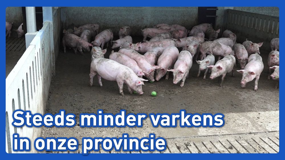 Minder varkens in Grunnen - RTV Noord