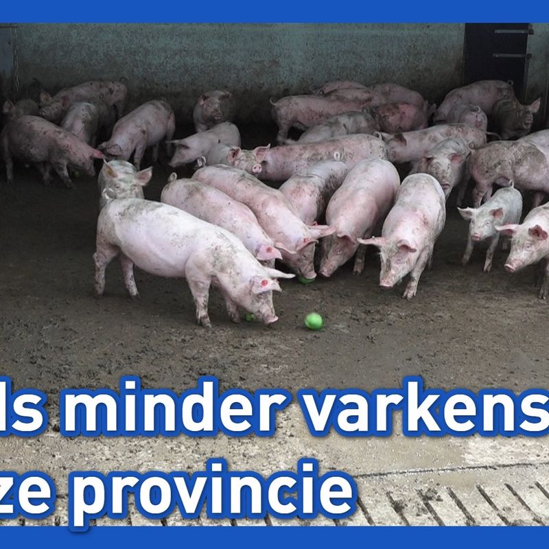 Minder varkens in Grunnen - RTV Noord