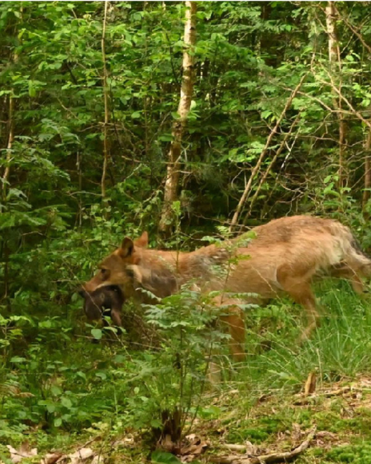 Incident tussen wolf en hond in Zeist - RTV Utrecht