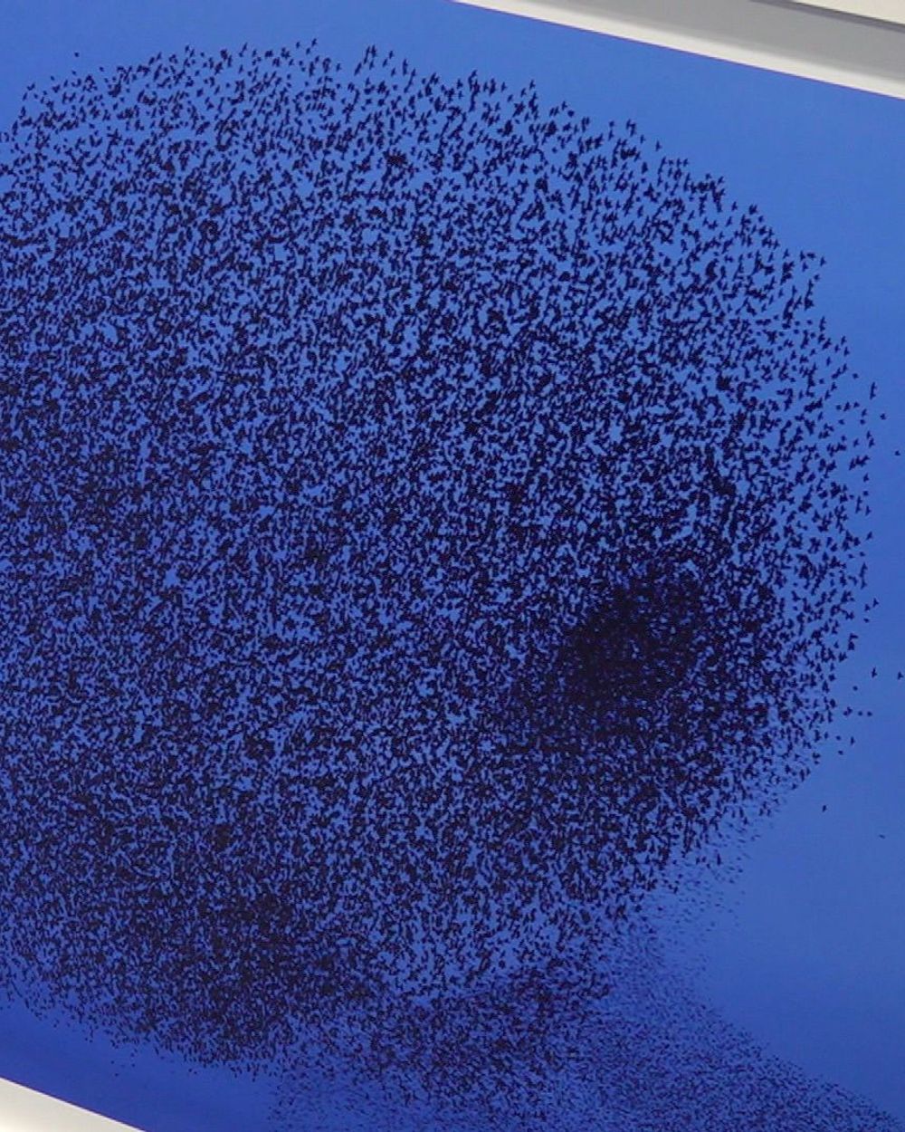 'Spreeuwendans' van fotograaf Johannes Bosgra in belangrijkste ...