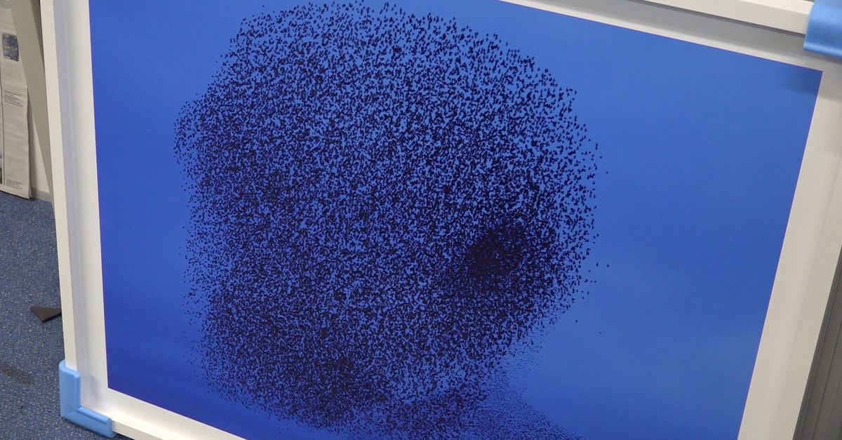 'Spreeuwendans' van fotograaf Johannes Bosgra in belangrijkste ...