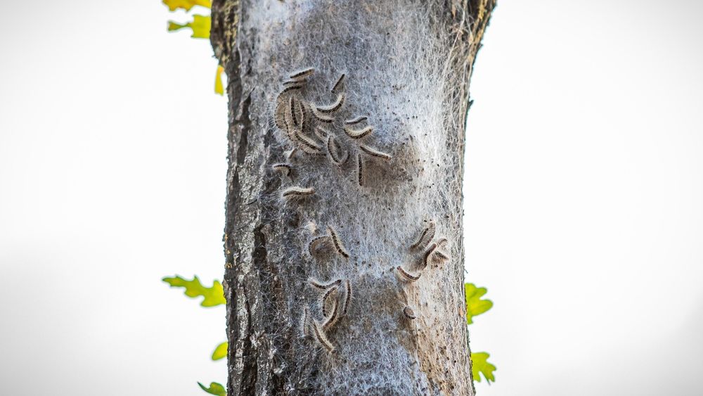 Nergens zorgde de processierups voor meer overlast dan in Fryslân - Omrop Fryslân