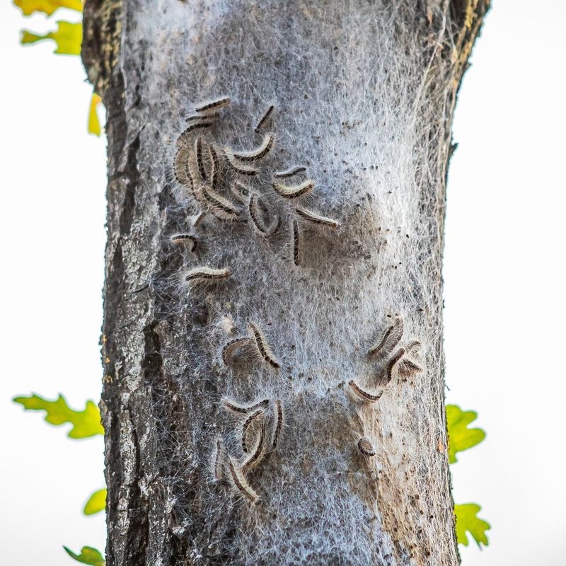 Nergens zorgde de processierups voor meer overlast dan in Fryslân - Omrop Fryslân