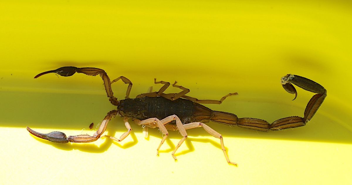 Chantal vindt giftige schorpioen in koffer: 'Hij stond meteen in de ...