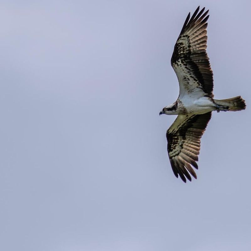 De boswachter en fans juichen: visarend Biesbosch vindt een vrouwtje ...