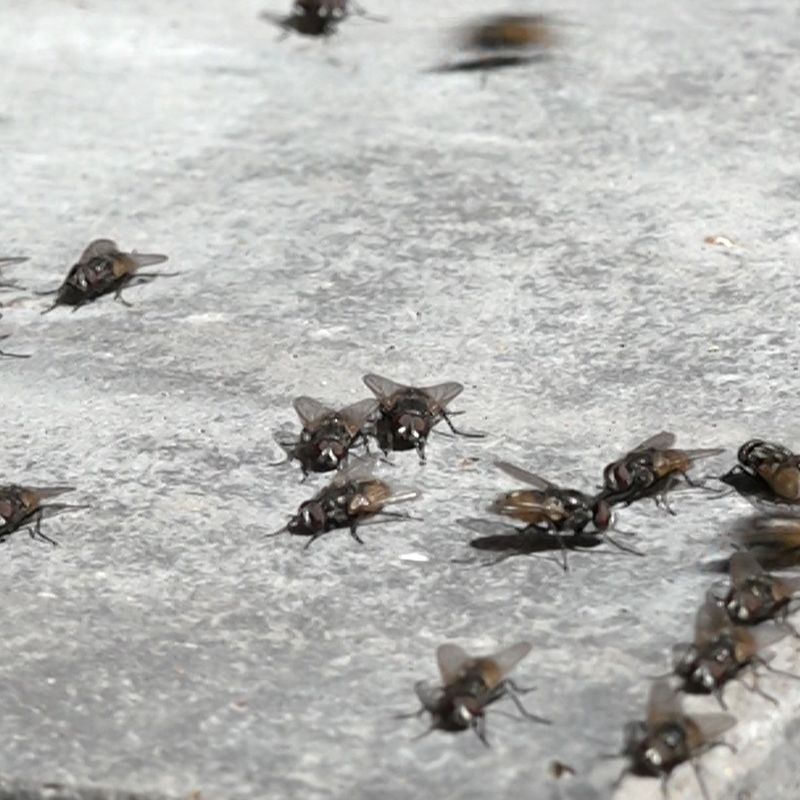 Vliegenplaag: ‘Ik vind het een vies beest, het landt overal op ...