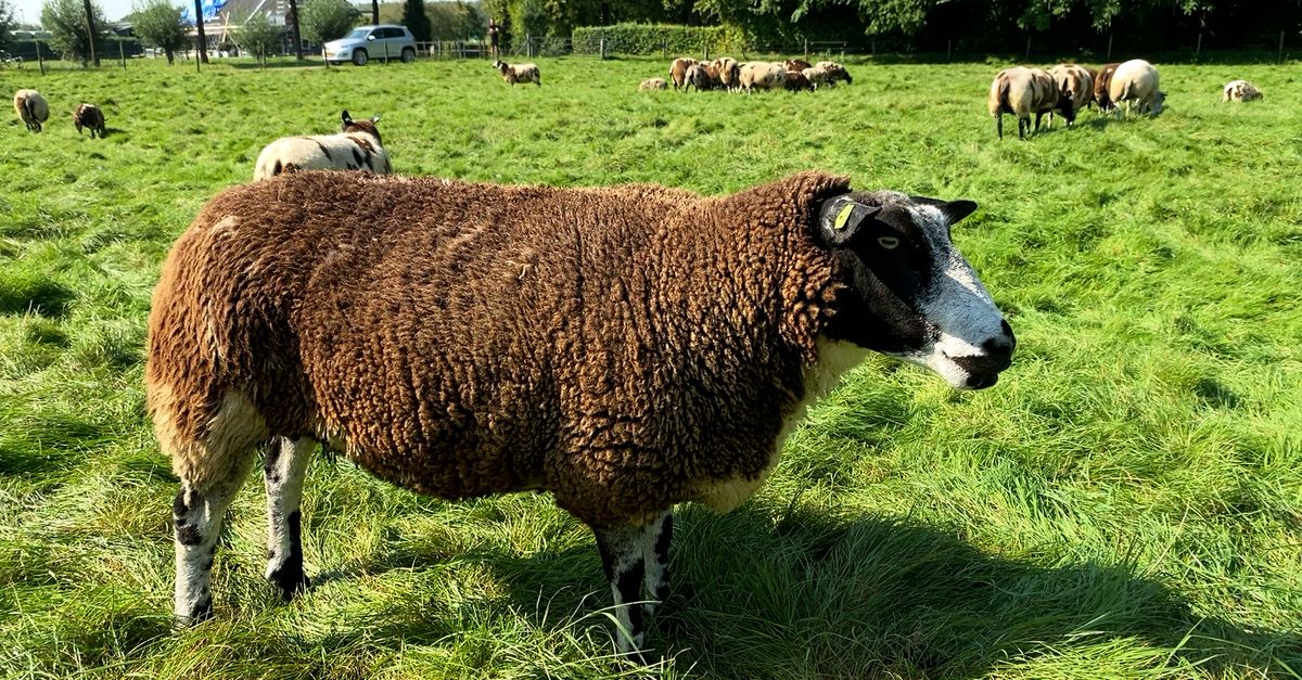 Gewonde en dode schapen gevonden vlakbij Den Treek in Leusden - RTV Utrecht