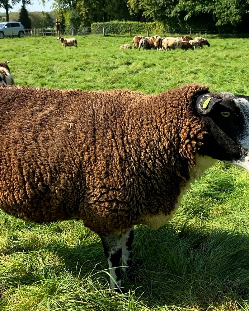 Gewonde en dode schapen gevonden vlakbij Den Treek in Leusden - RTV Utrecht