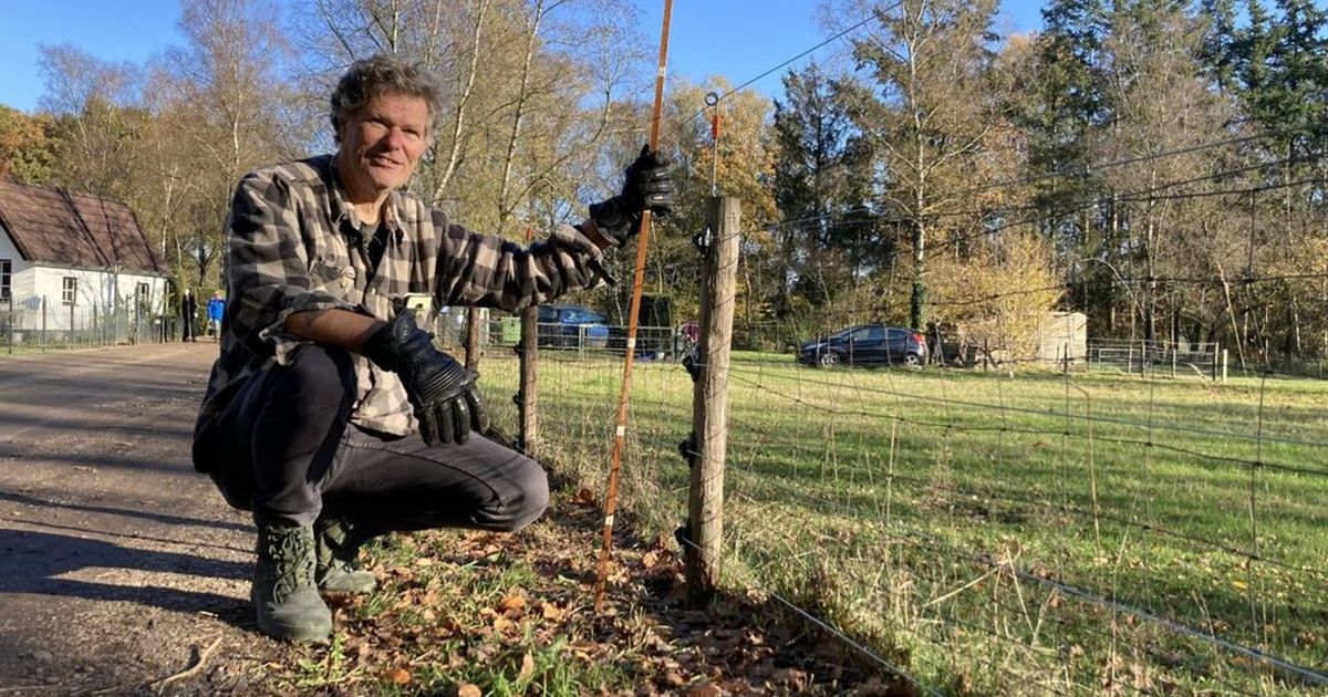 Ieder dood schaap door wolf te voorkomen 'met juiste omheining ...