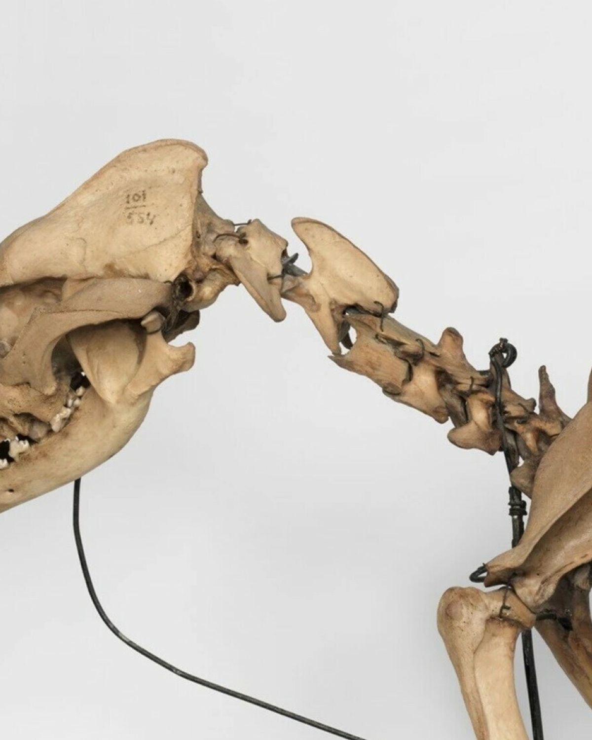 Hoe oud is de terpenhond in het Fries Museum? DNA-onderzoek moet het ...