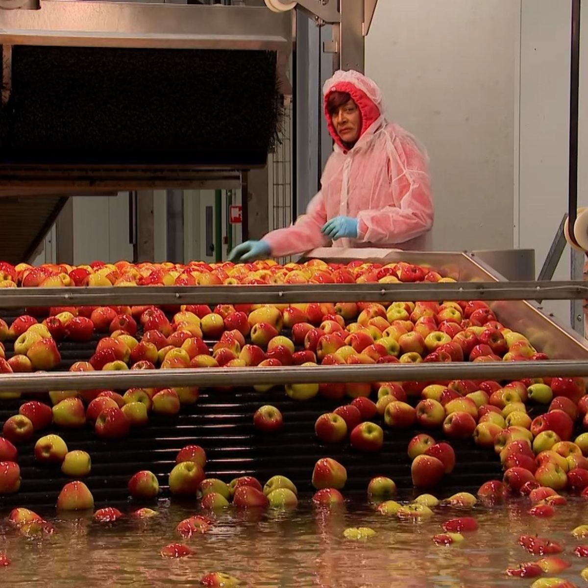 Deze megafruitfabriek kan 32 ton appels per uur verwerken - Omroep ...