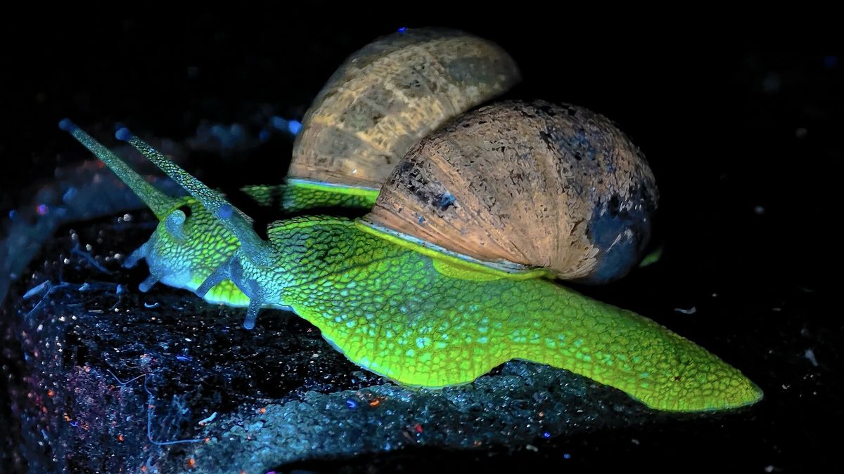 Speciale fotografie onthult verborgen details uit de natuur - RTV Drenthe