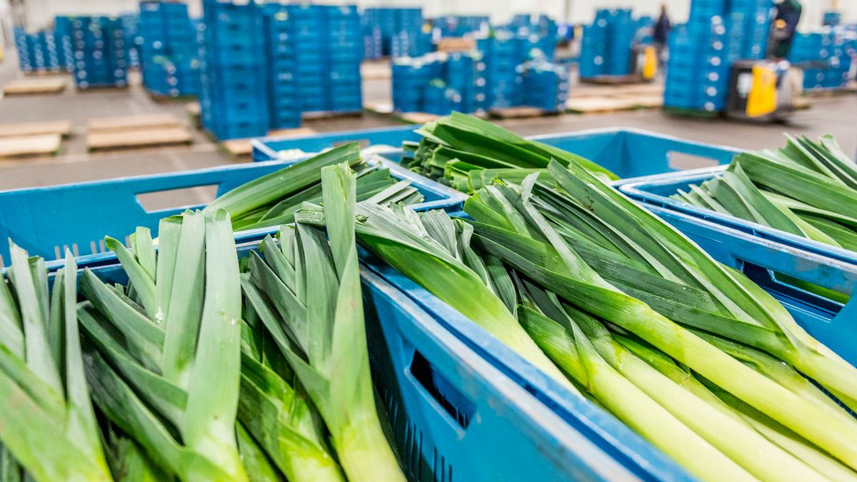 Veiling ZON weigert miljoenen subsidie om strenge regels - L1 Nieuws