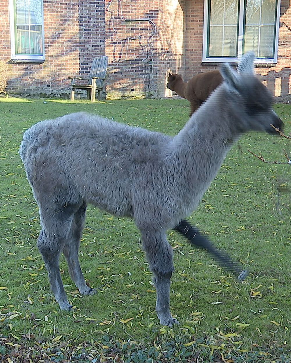 Lama Thalissa kan met eerste prothese van Nederland weer normaal lopen ...