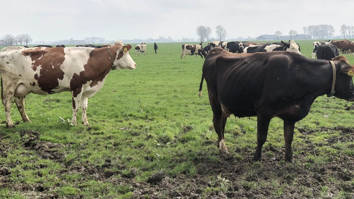 Koeien dansen de wei in - RTV Noord