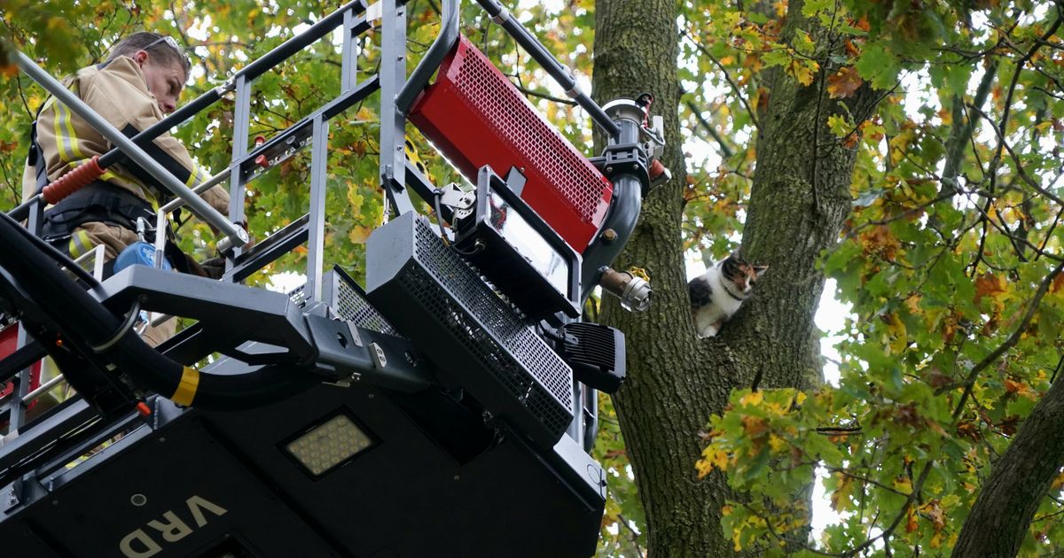 Kat springt uit zes meter hoge boom, en komt op pootjes terecht in ...