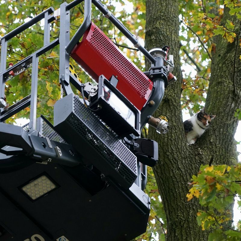 Kat springt uit zes meter hoge boom, en komt op pootjes terecht in ...