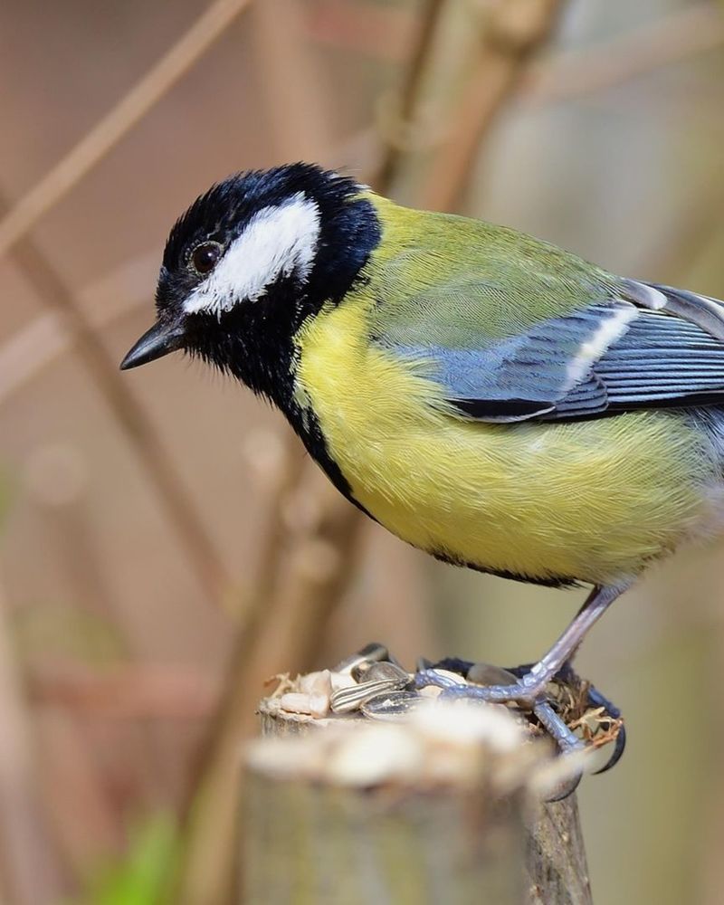 Dode koolmezen door zacht voorjaar - Omroep Gelderland