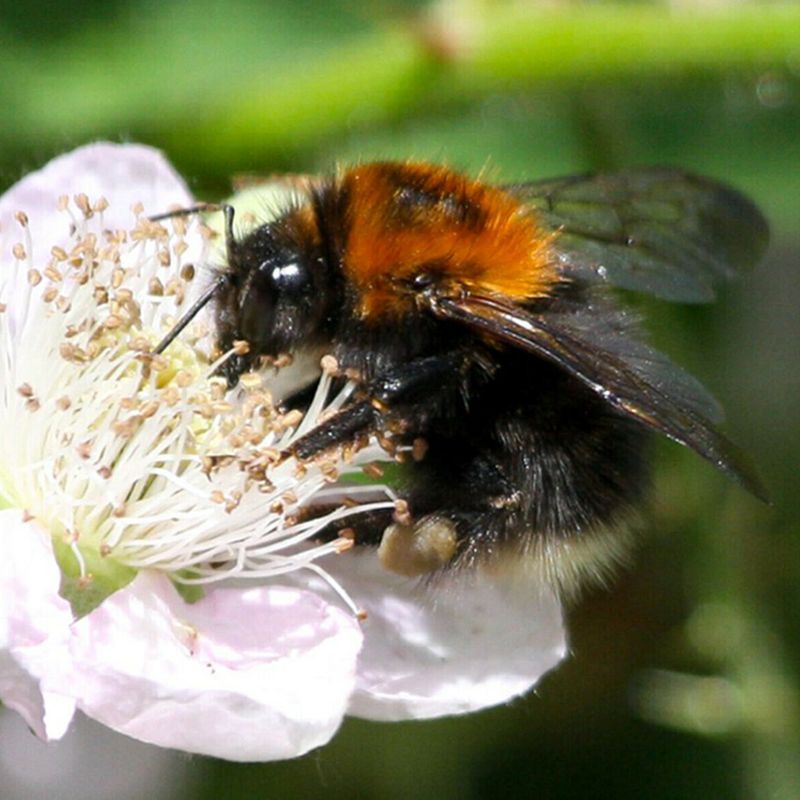 Felicitaties voor de boomhommel, tot bij van het jaar gekozen - RTV Drenthe
