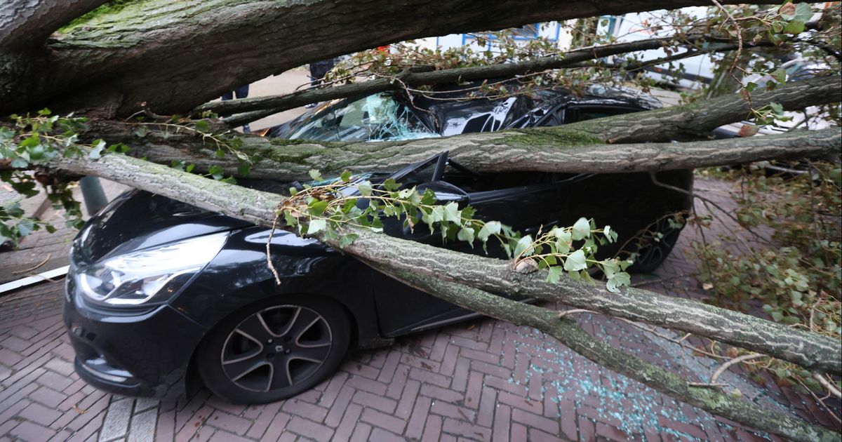 Vrouw onder boom en ontspoorde trams, hoe verliep storm Ciarán in onze ...
