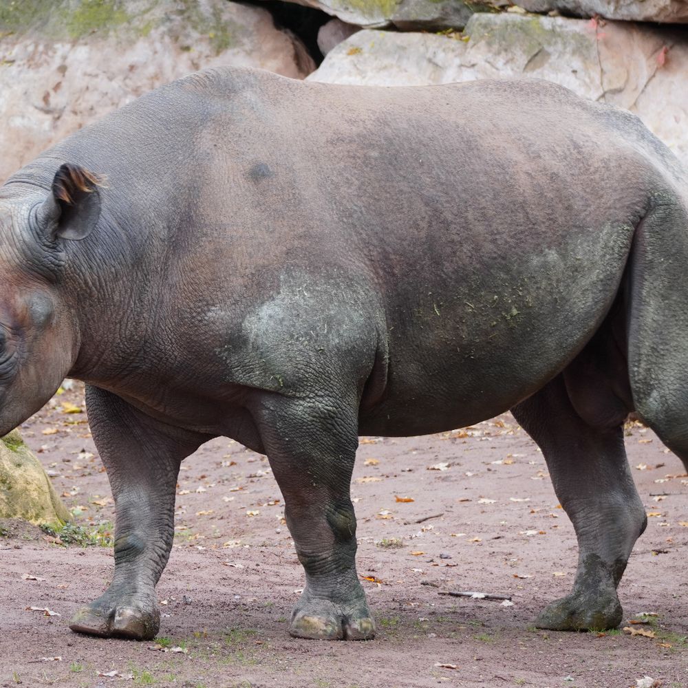 Nieuw dier in Blijdorp: Zwarte neushoorn aangekomen - Rijnmond