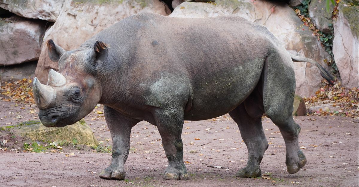 Nieuw dier in Blijdorp: Zwarte neushoorn aangekomen - Rijnmond