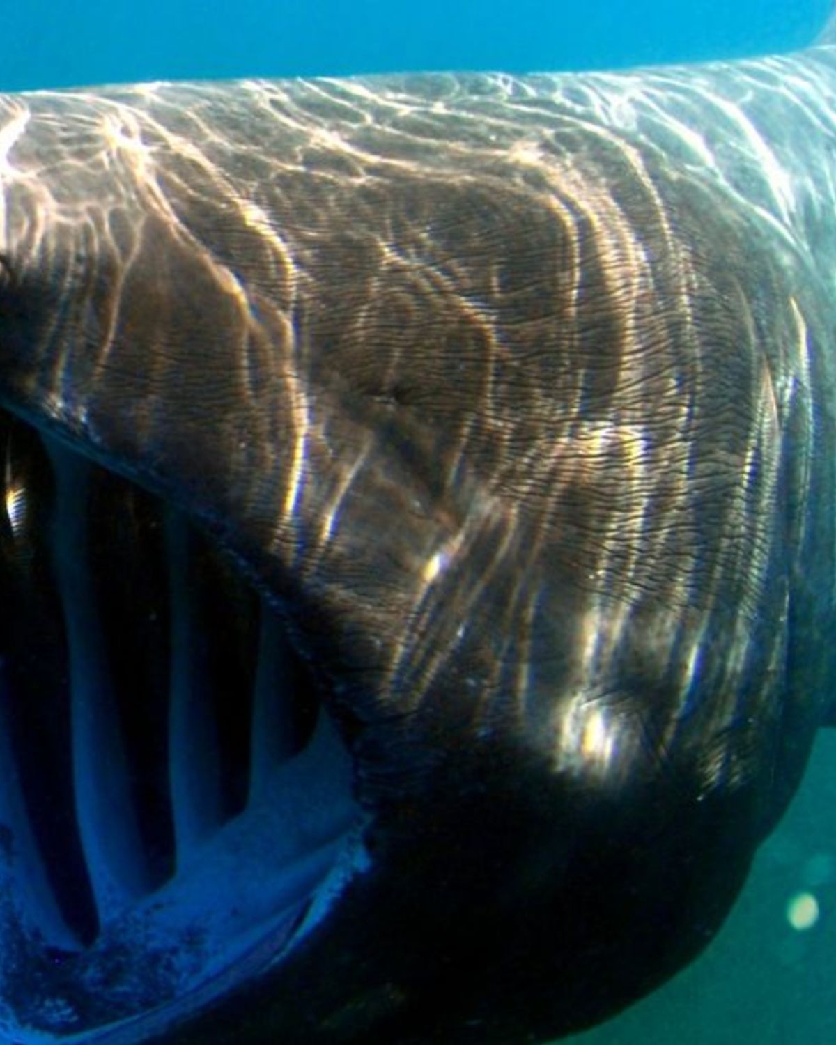 Acht meter lange reuzenhaai zwemt voor de kust van Zuid-Holland - Rijnmond