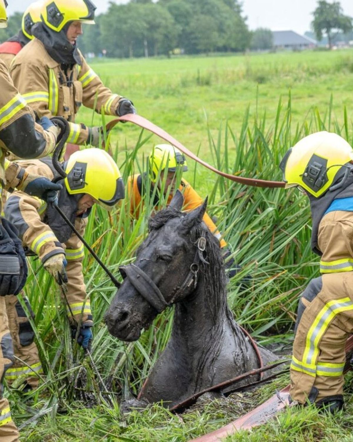 Uitgeput paard gered uit baggersloot door brandweer - Rijnmond