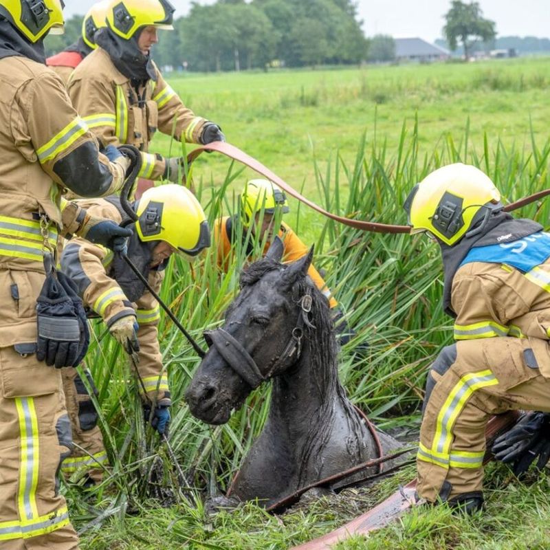 Uitgeput paard gered uit baggersloot door brandweer - Rijnmond