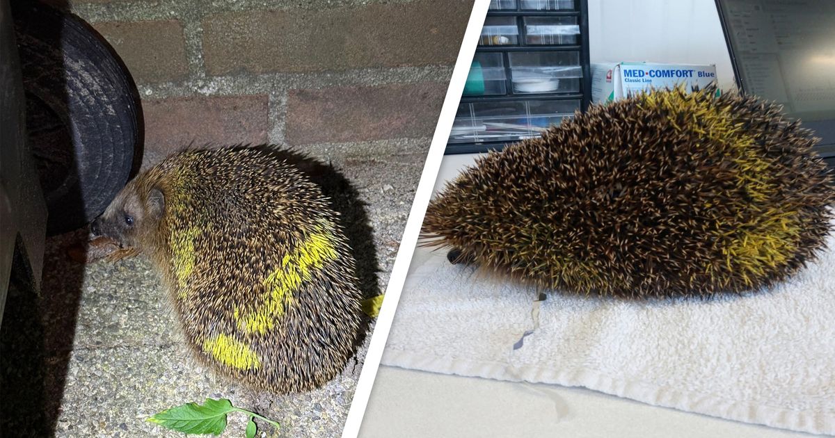 Weer egel bespoten met verf in Zeist, dier heeft mogelijk kleintjes ...