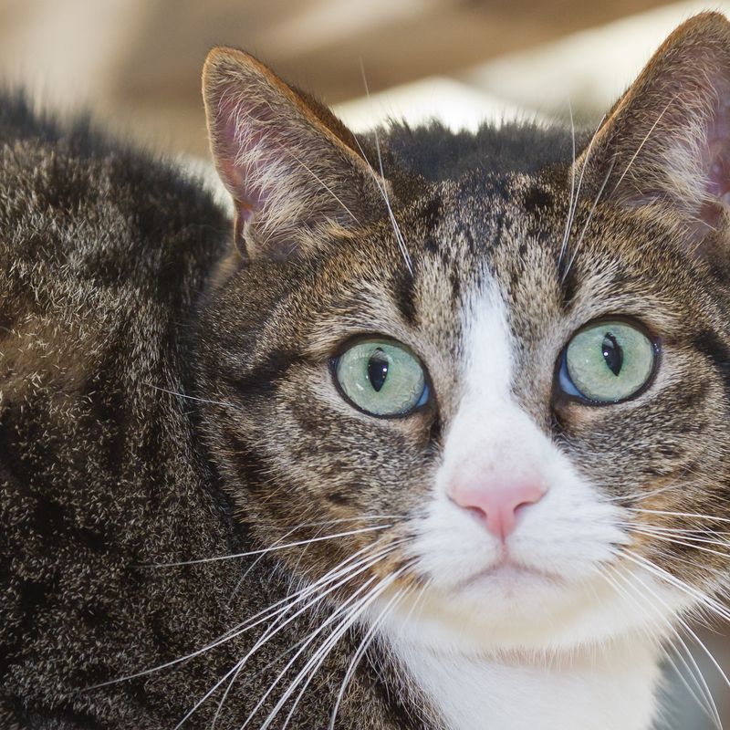 Rekel zoekt een baasje! - Rijnmond