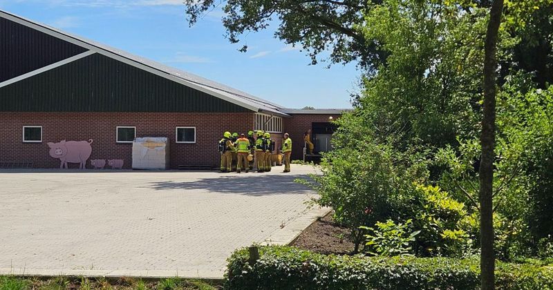 Boer treft dode varkens aan in stal - Omroep Gelderland
