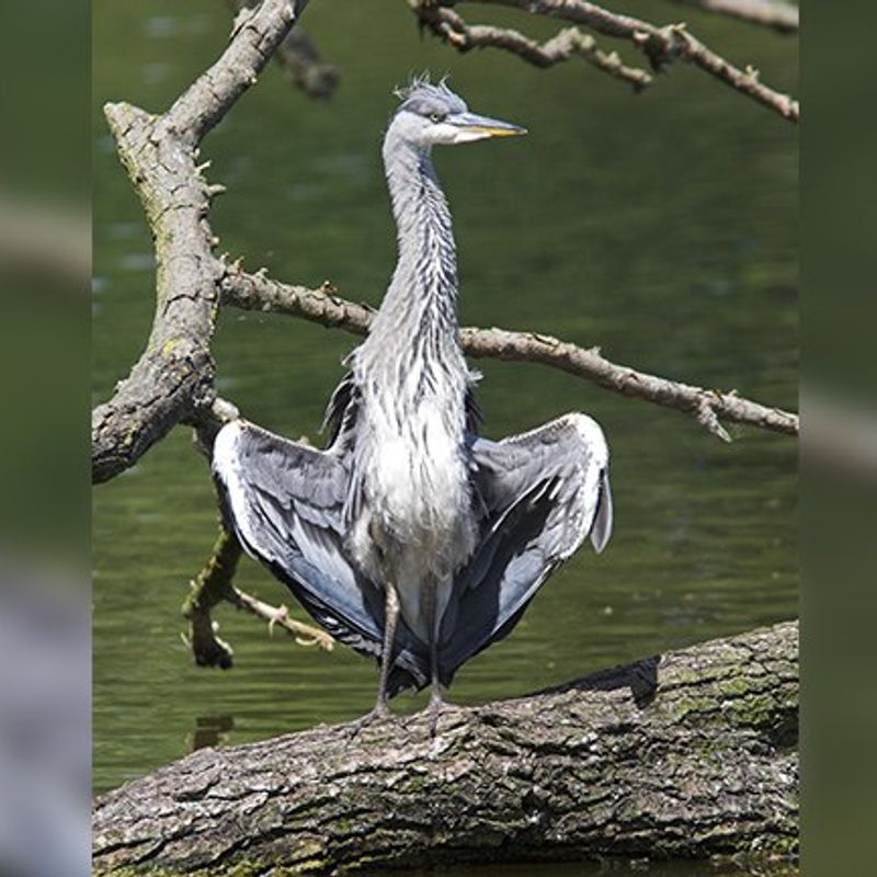 Waarom gaat een reiger met z'n vleugels open in de volle zon zitten ...