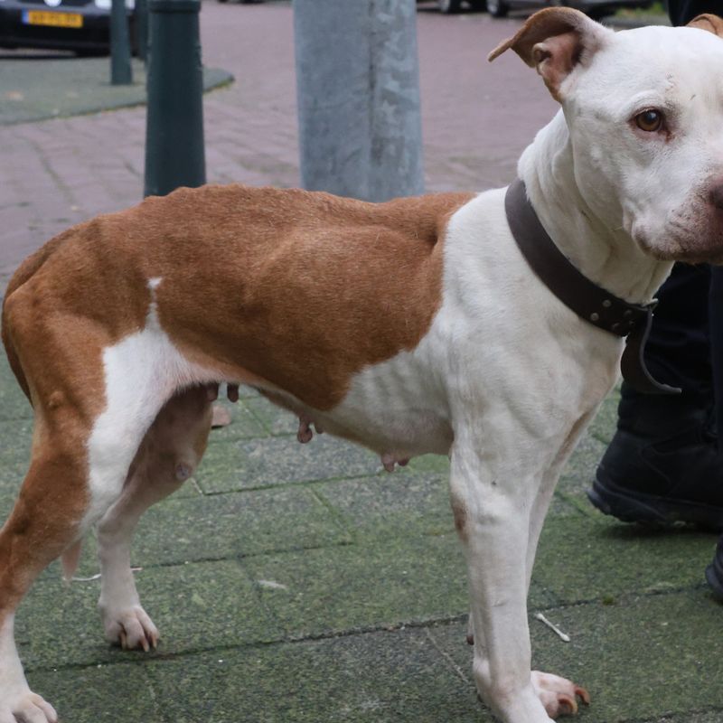 Dode hond en verwaarloosde hond uit huis gehaald in Duindorp - Den Haag FM