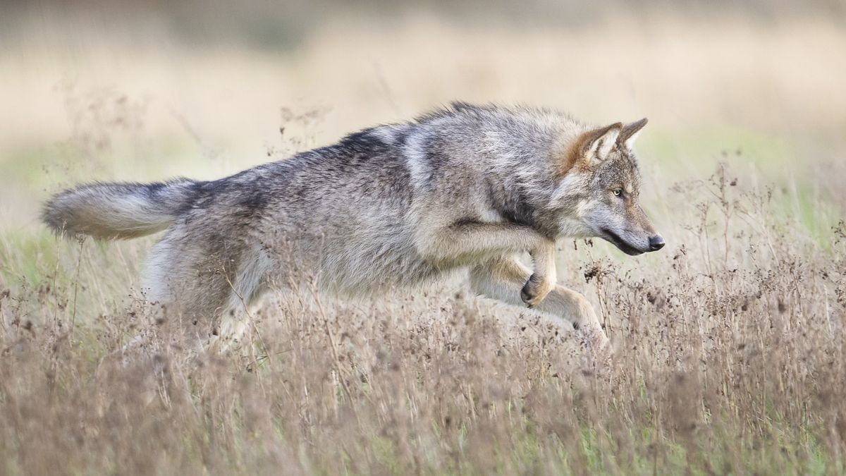 Lopend Vuur: We moeten maar leren leven met de wolf - RTV Noord
