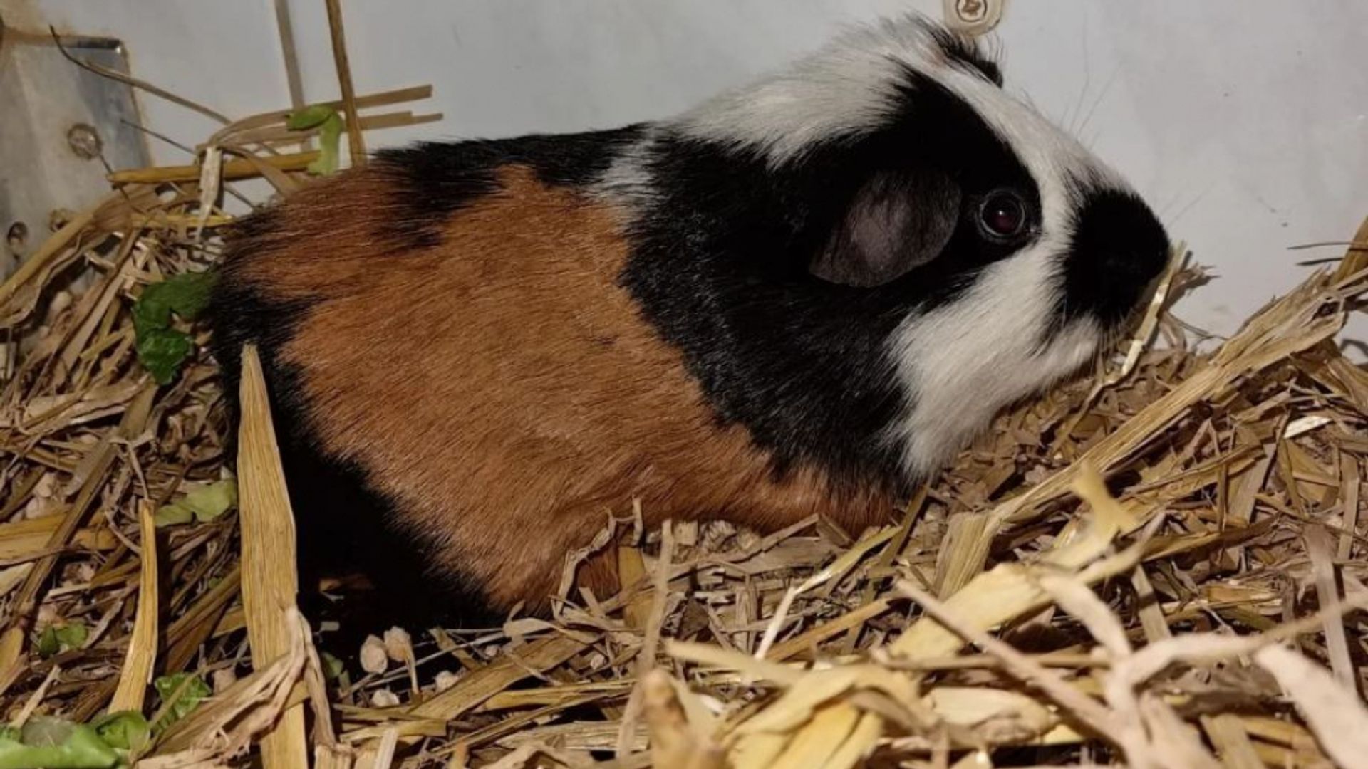 Hond redt het leven van gedumpte cavia's - Omroep Gelderland