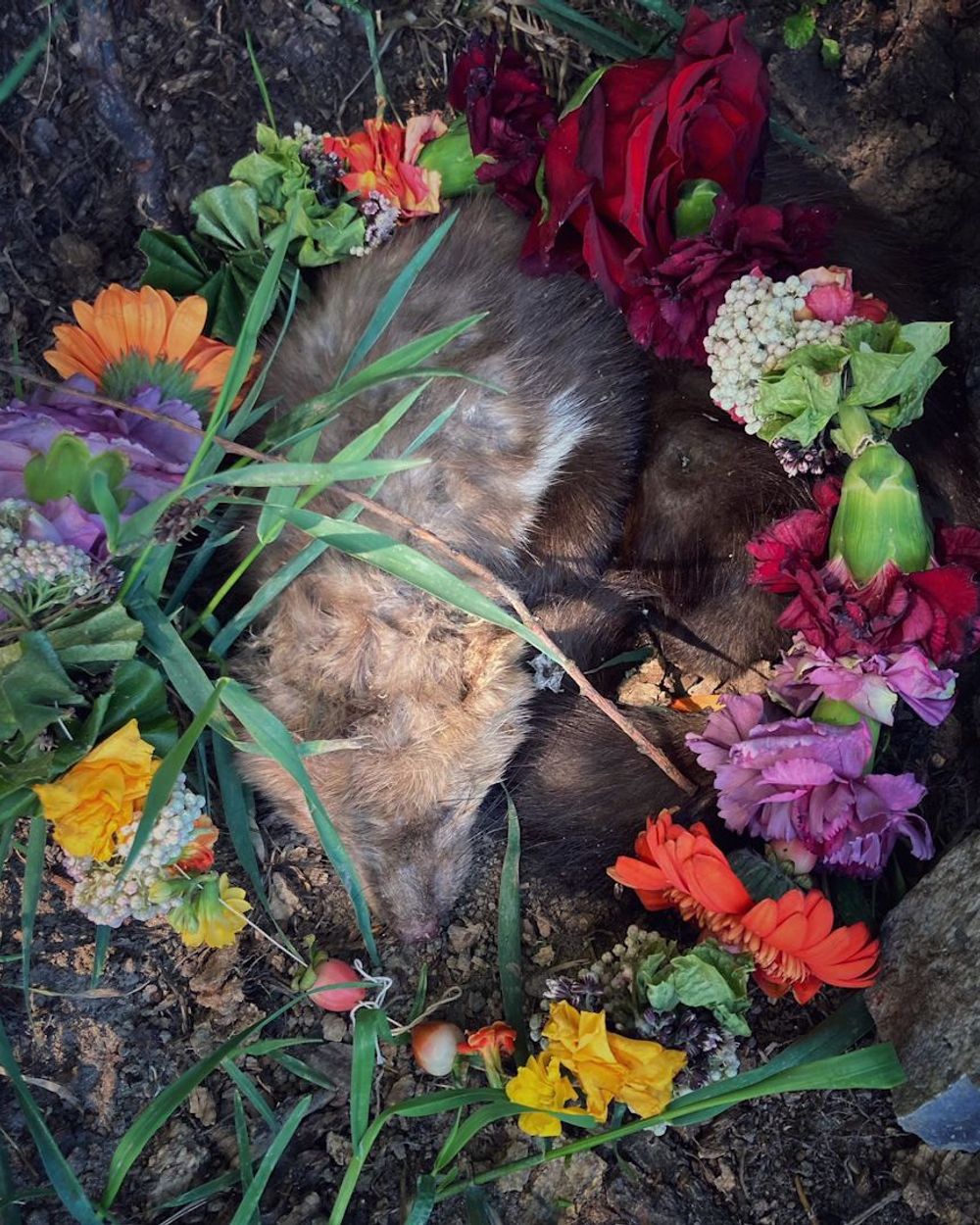 Dode steenmarter met bloemenkrans gevonden, dit gebeurt met dode dieren - Omroep Gelderland