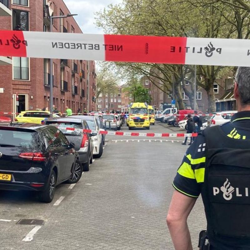 Ontsnapte serval Hoogvliet heeft geen kittens, zoekactie kleintjes gestaakt | Dode bij ...