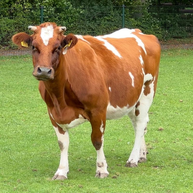Baukje de koe loeit hele buurt wakker nadat ze van haar kalf wordt ...